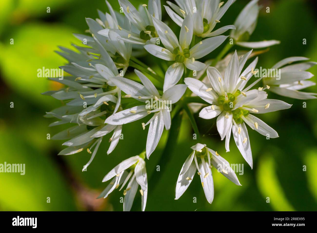 Beautiful blooming white flowers of ramson - wild garlic Allium ursinum ...