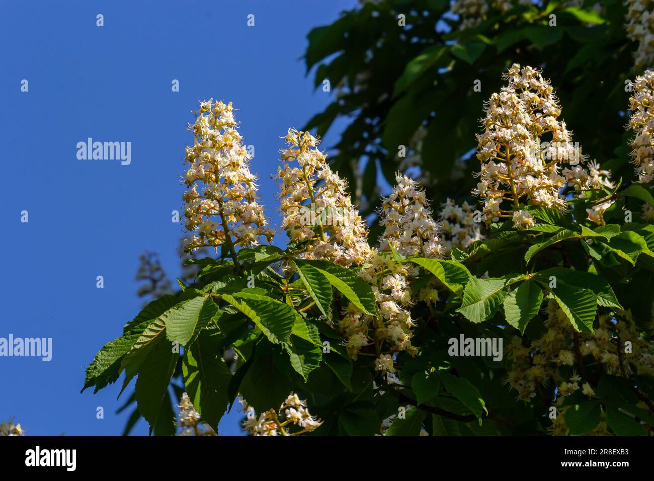 Cluster with white chestnut flowers. White chestnut blossom with tiny tender flowers and green ...