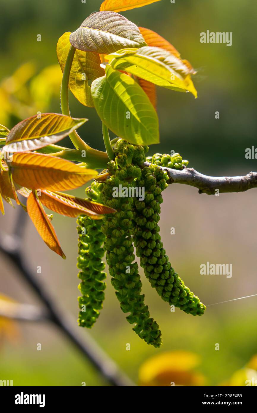 Walnut twig in spring, Walnut tree leaves and catkins close up. Walnut ...