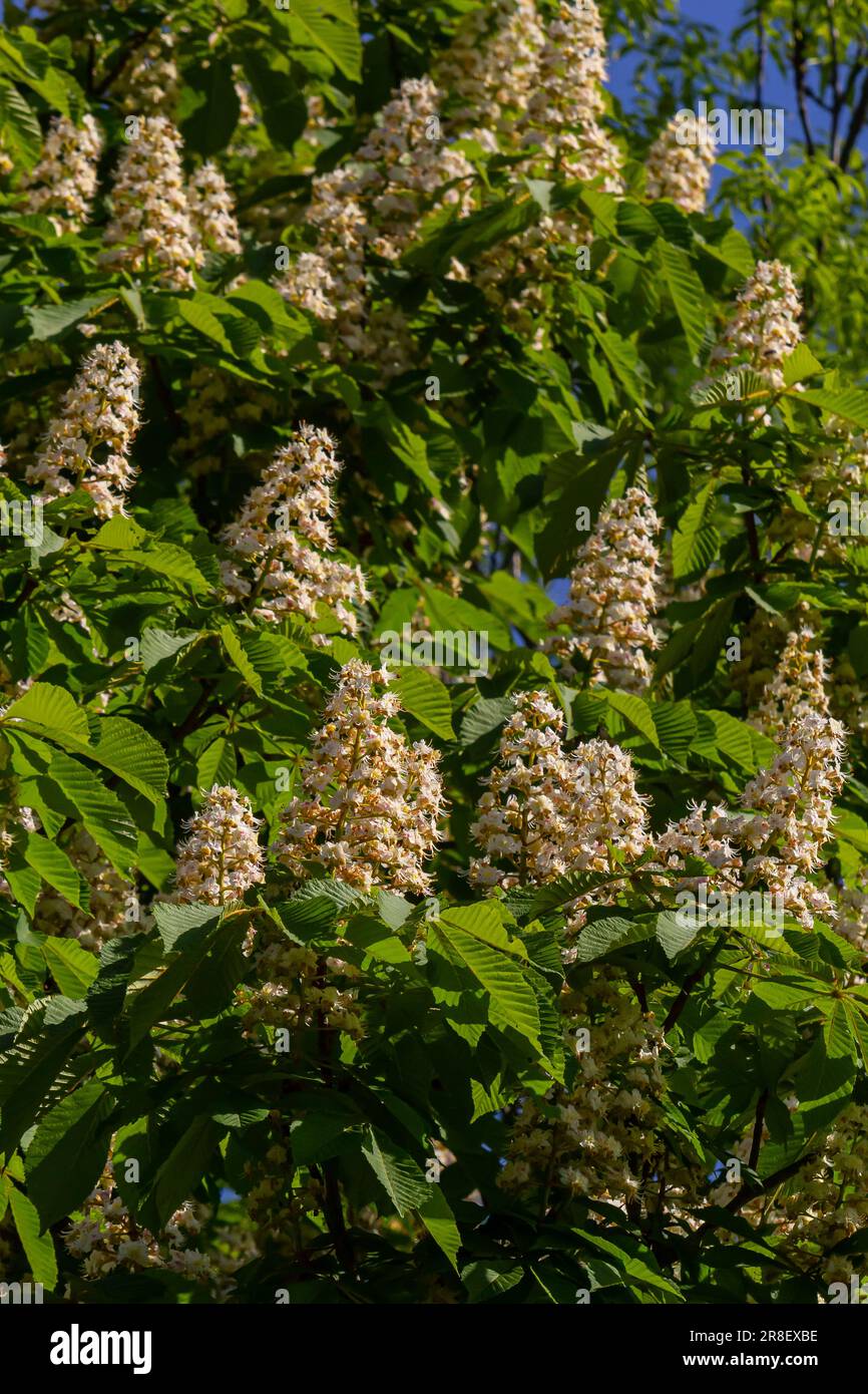 Cluster with white chestnut flowers. White chestnut blossom with tiny ...