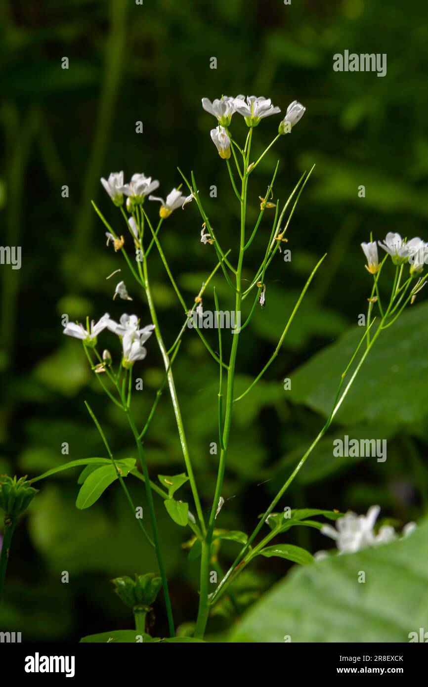 Cardamine amara, known as large bitter-cress. Spring forest. floral ...