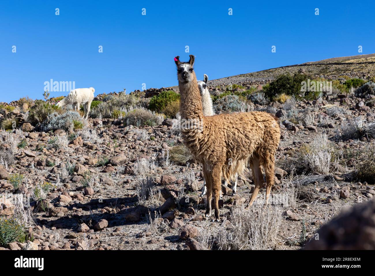 Llamas below Tunupa Volcano close to the Village Coqueza at the edge of ...