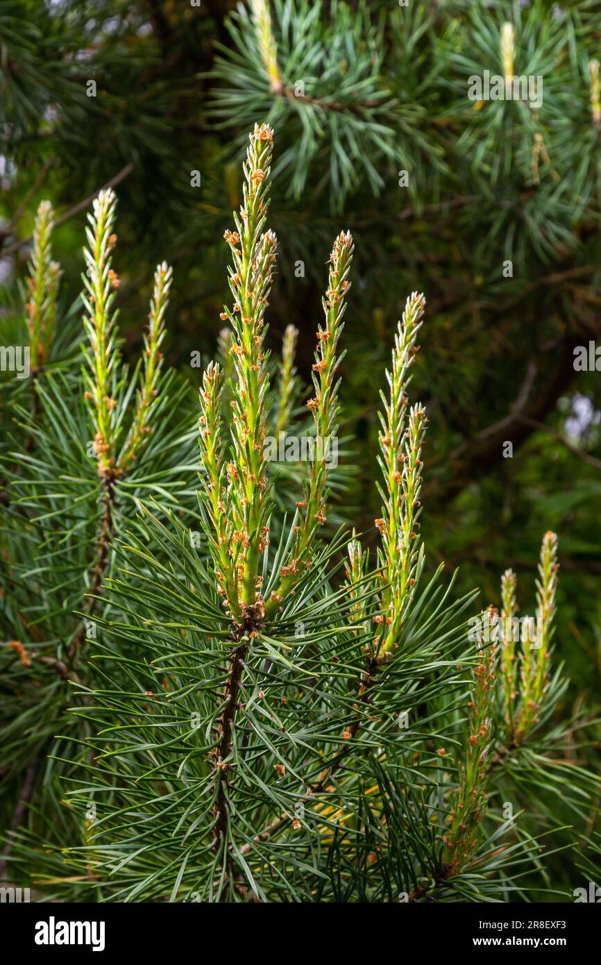 Conifer bud tree spring hi-res stock photography and images - Alamy