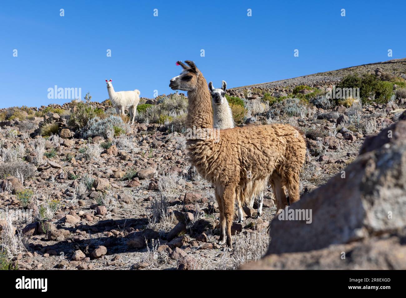 Llamas below Tunupa Volcano close to the Village Coqueza at the edge of ...