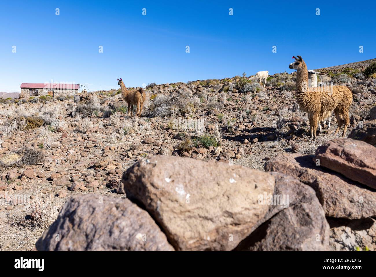 Llamas below Tunupa Volcano close to the Village Coqueza at the edge of ...