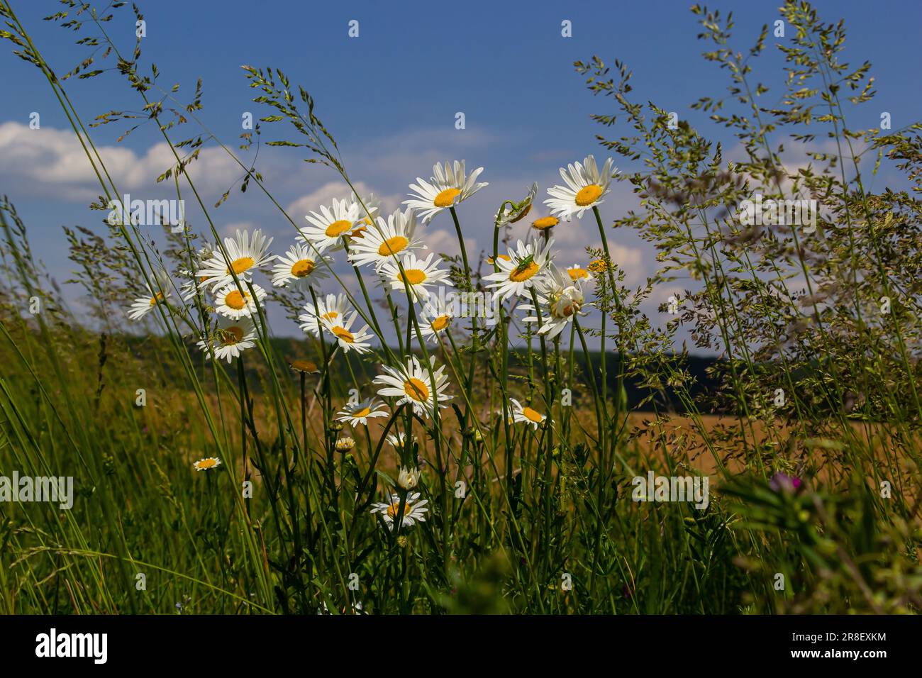 Wild daisy flowers growing on meadow, white chamomiles. Oxeye daisy ...