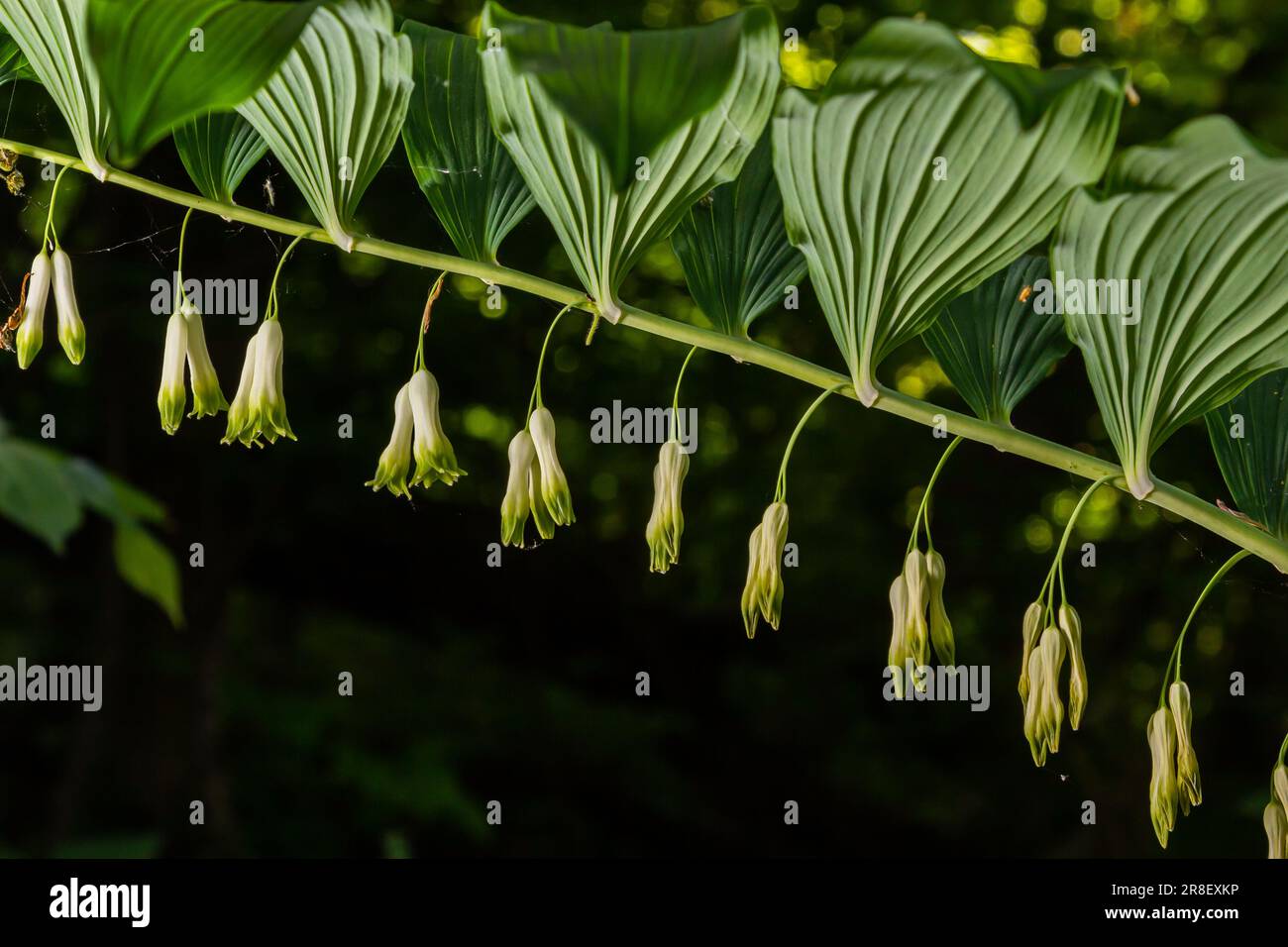 Polygonatum multiflorum, the Solomon's seal, David's harp, ladder-to ...