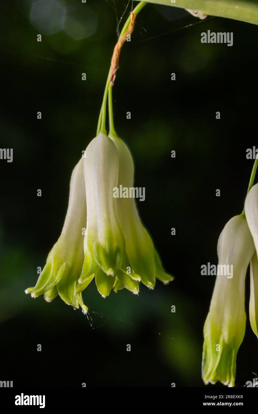 Polygonatum multiflorum, the Solomon's seal, David's harp, ladder-to ...