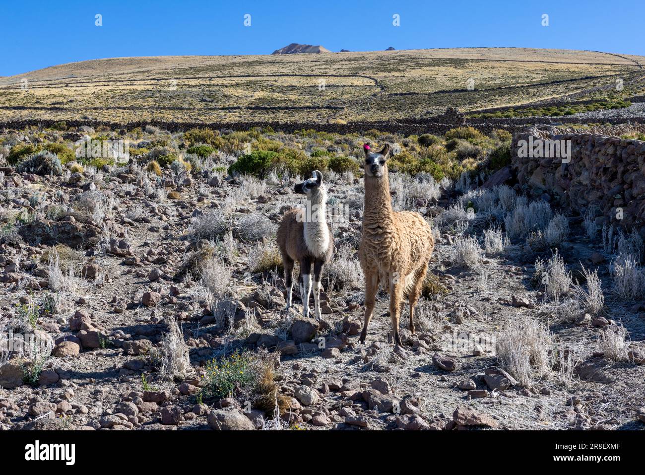 Llamas below Tunupa Volcano close to the Village Coqueza at the edge of ...