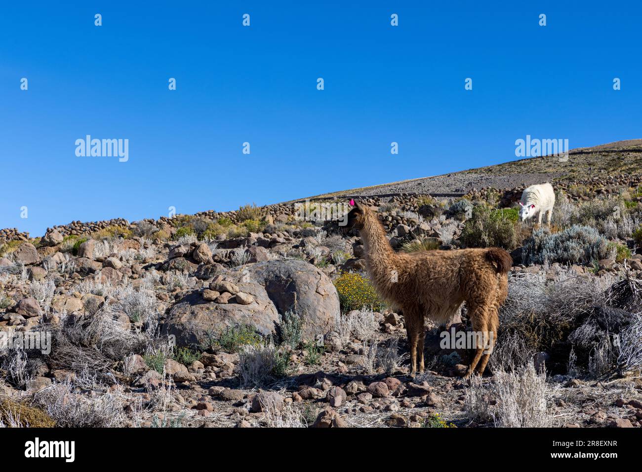 Llamas below Tunupa Volcano close to the Village Coqueza at the edge of ...