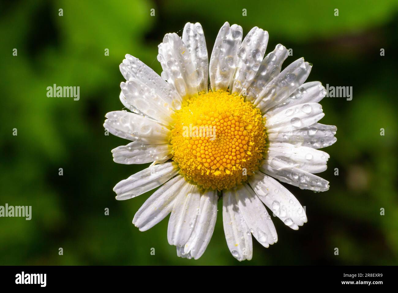 Garden daisies Leucanthemum vulgare close up. Flowering of daisies ...