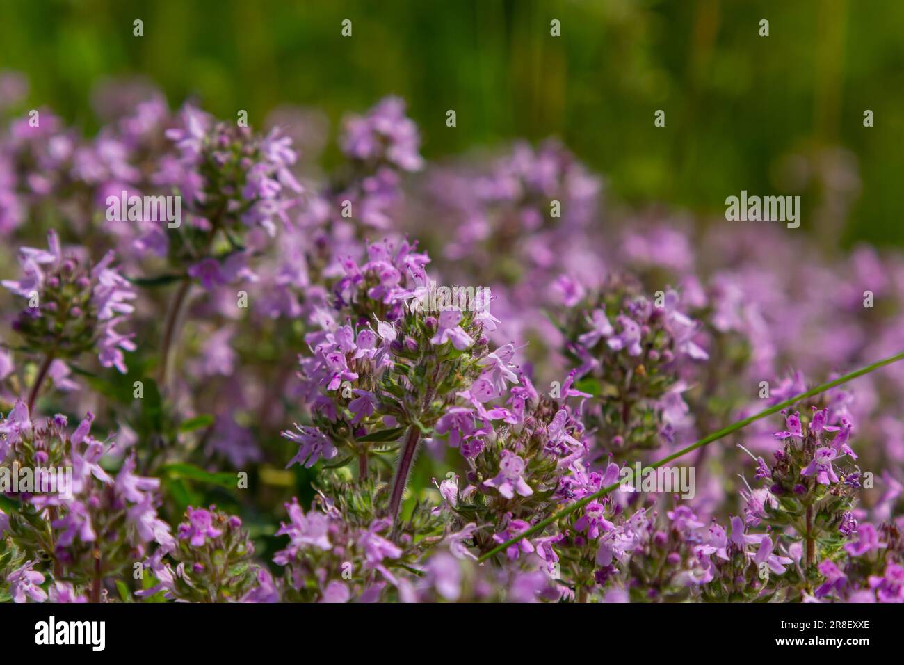 Blossoming fragrant Thymus serpyllum, Breckland wild thyme, creeping ...