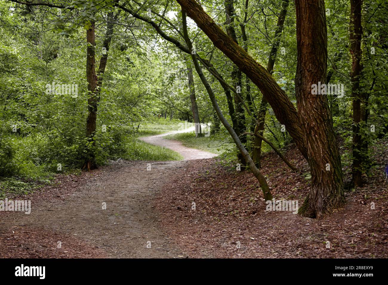 Image of a path in a deciduous forest Stock Photo - Alamy