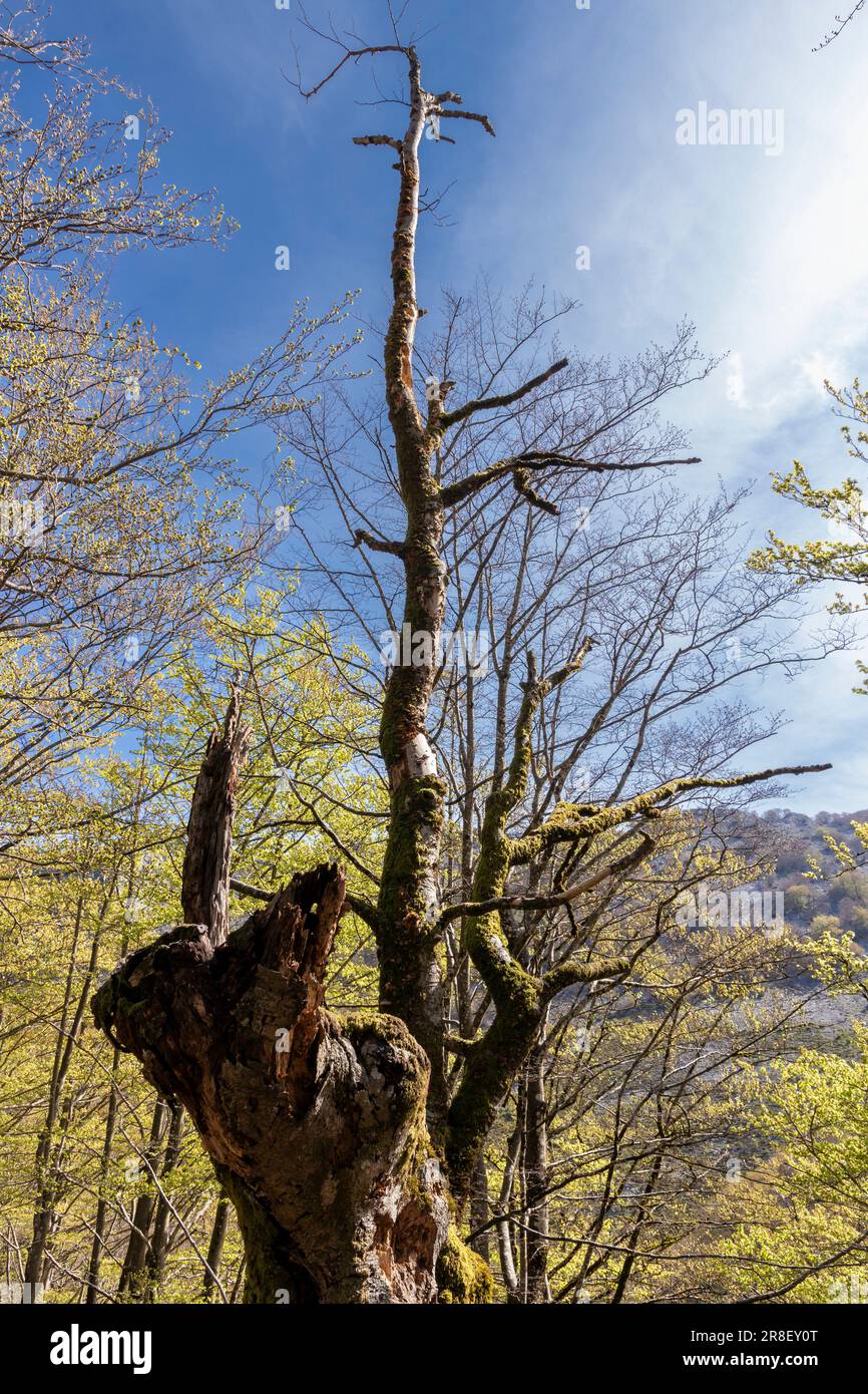 Capturing the Serenity and Mystery of a Fallen Beech Tree in the Woods ...