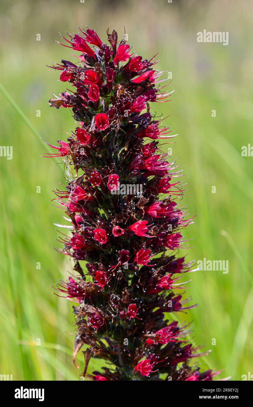 Rubrum flower hi-res stock photography and images - Alamy