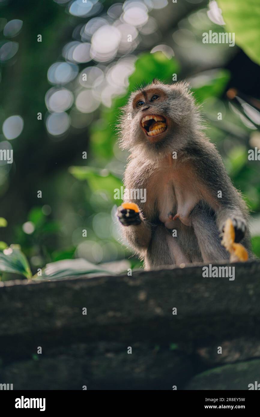 Close up shot of funny monkey eating tangerine on wall with green ...