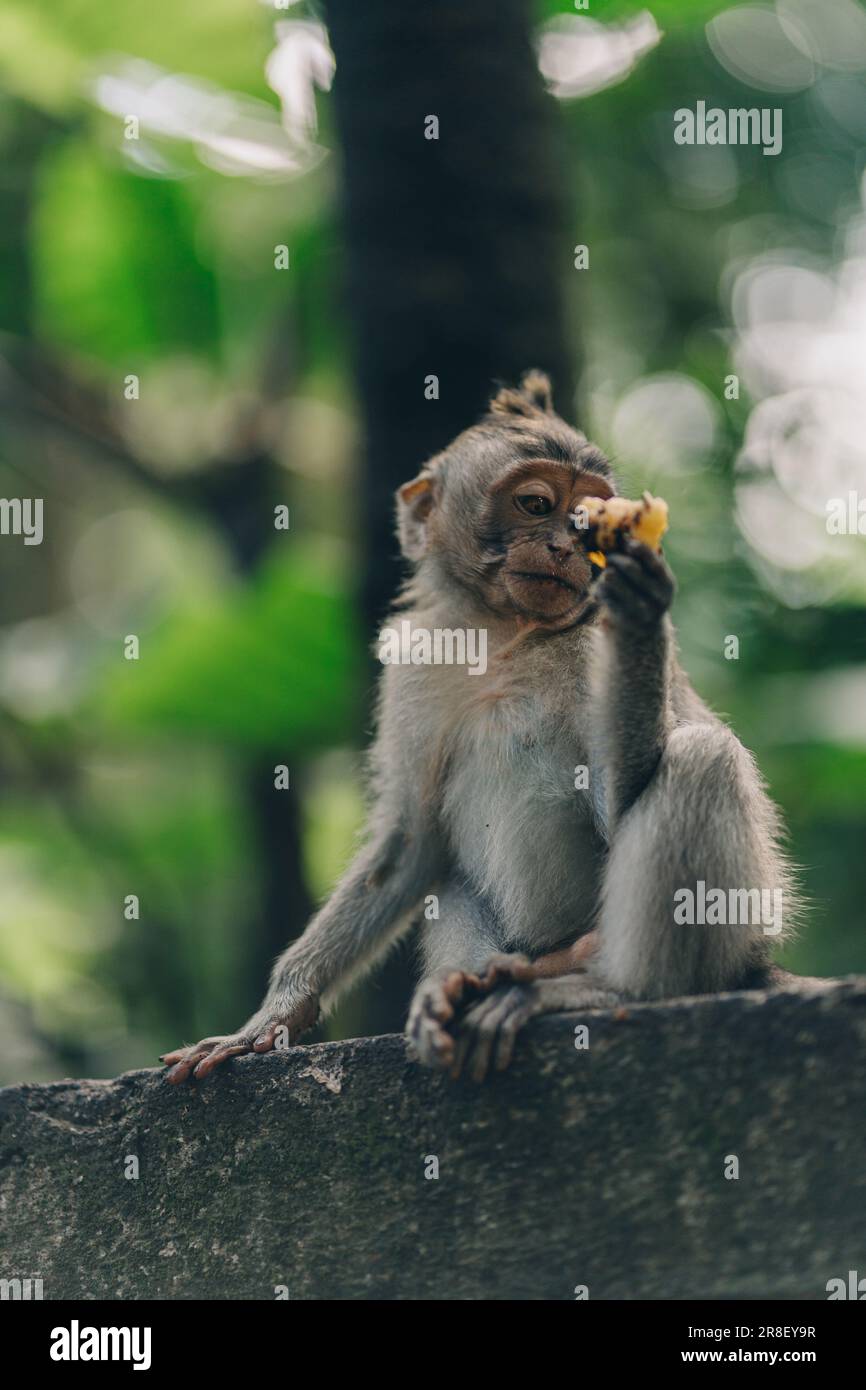 Close up shot of funny monkey eating tangerine on wall with green ...