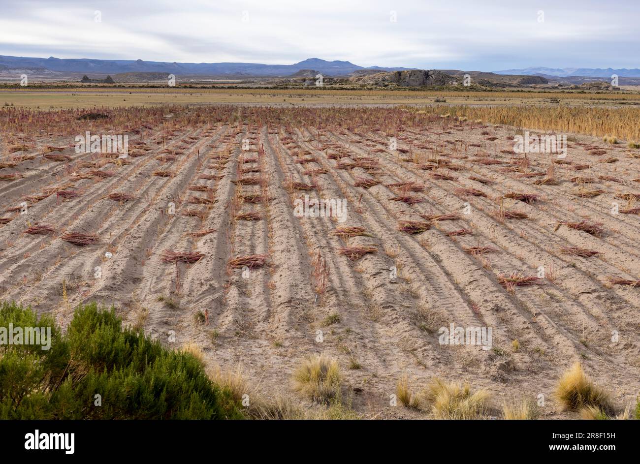 Bolivian Agriculture