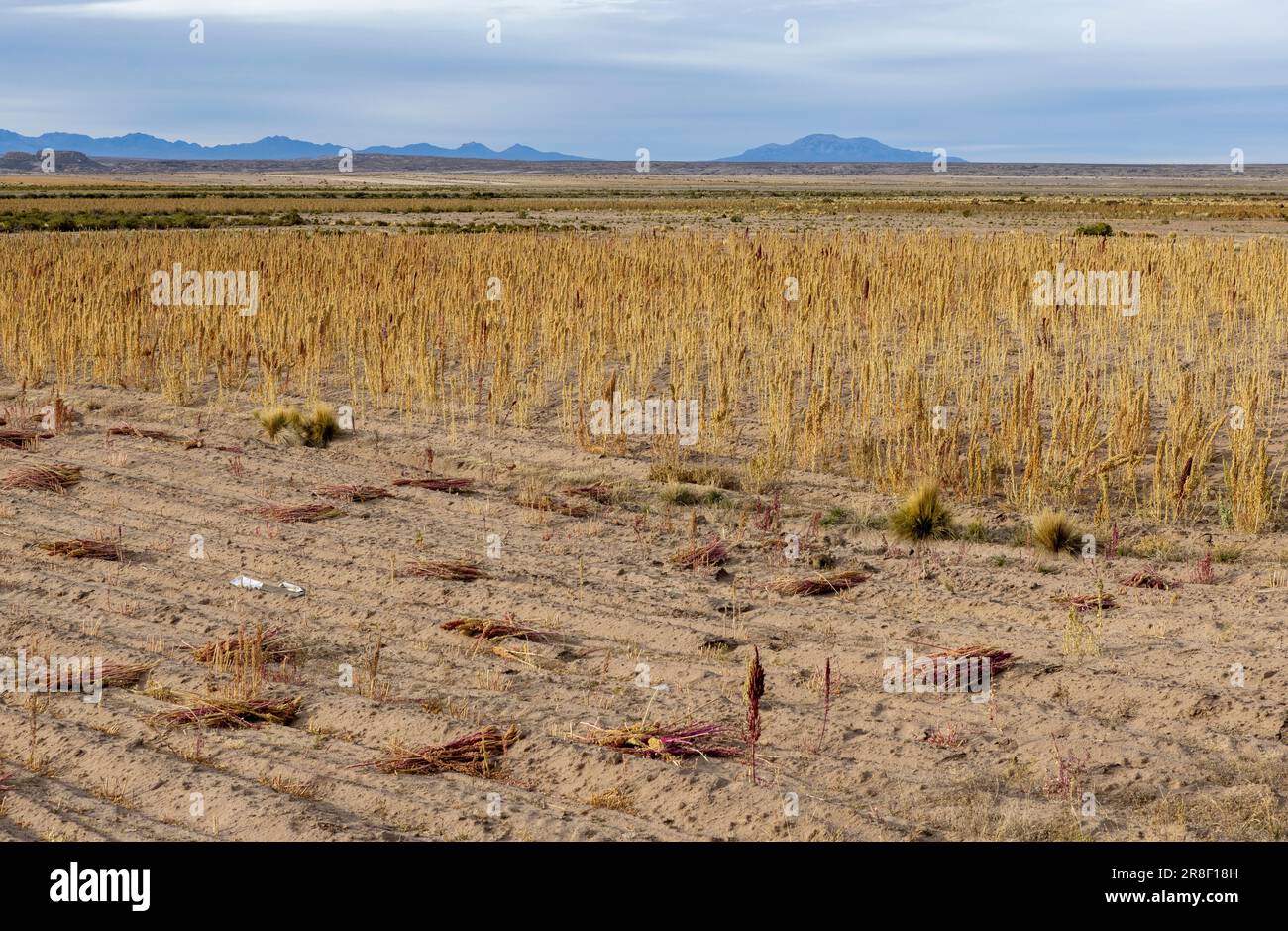 Field with quinoa in the Bolivian altiplano near Oruro; Agriculture in ...