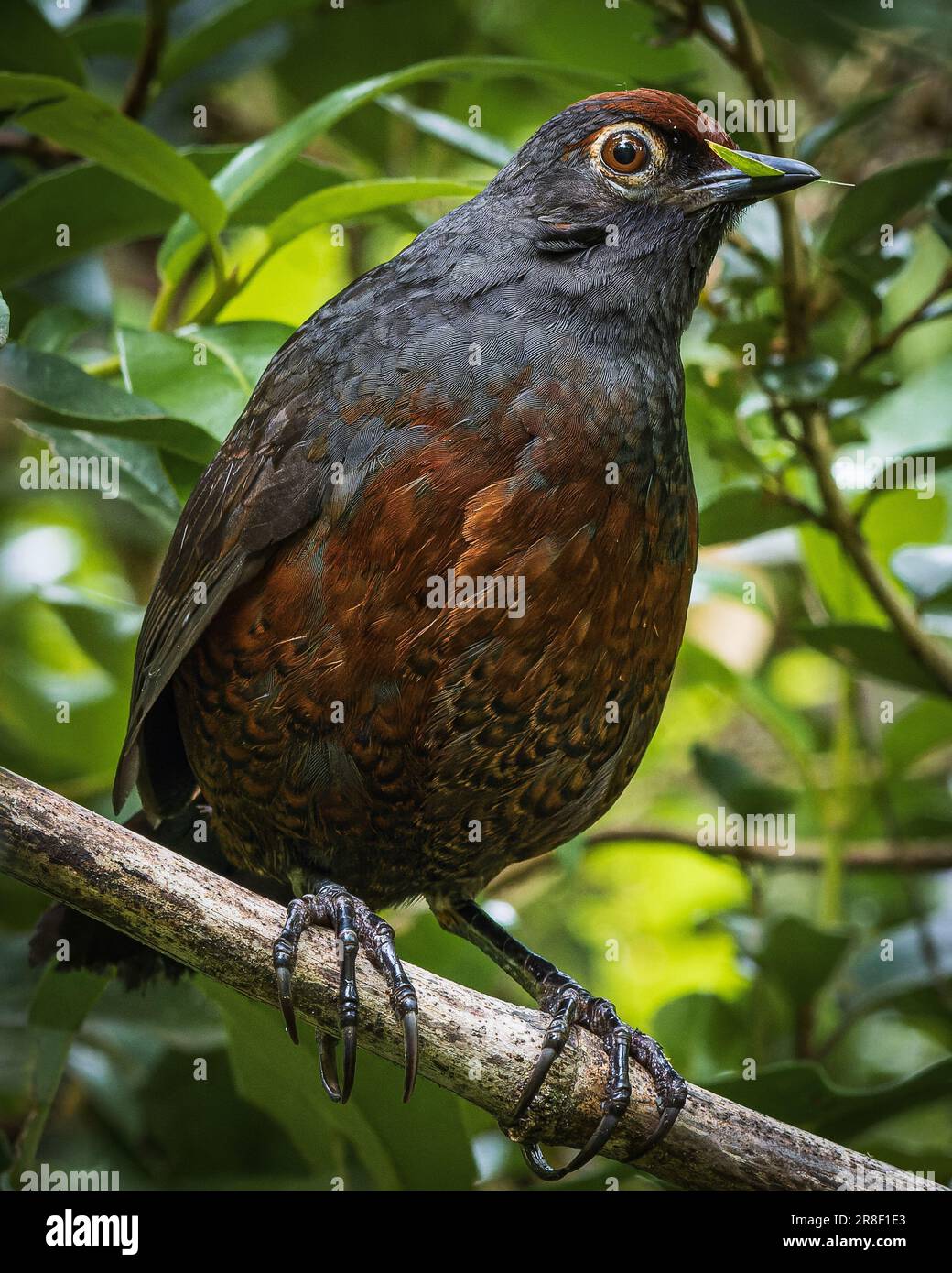 Huet huet bird hi-res stock photography and images - Alamy