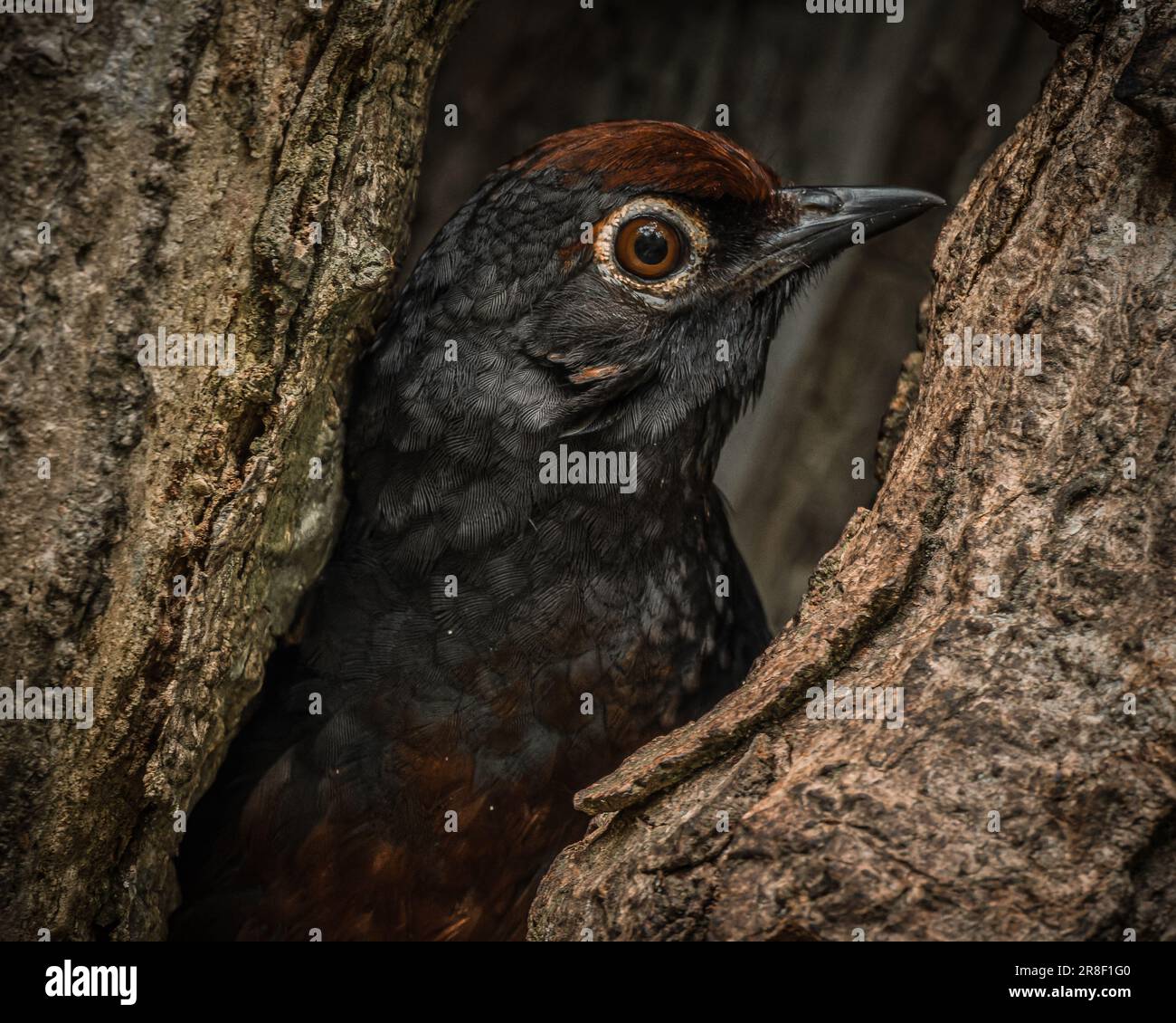 Huet huet bird hi-res stock photography and images - Alamy