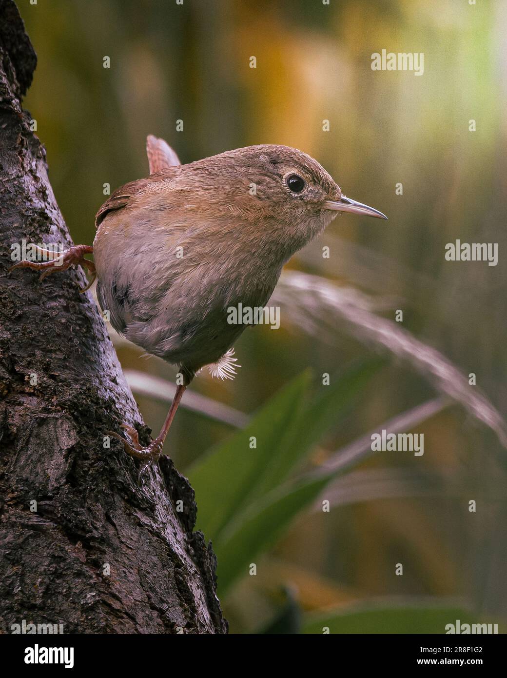A Common nightingale perched on the side of a tall tree trunk in its ...