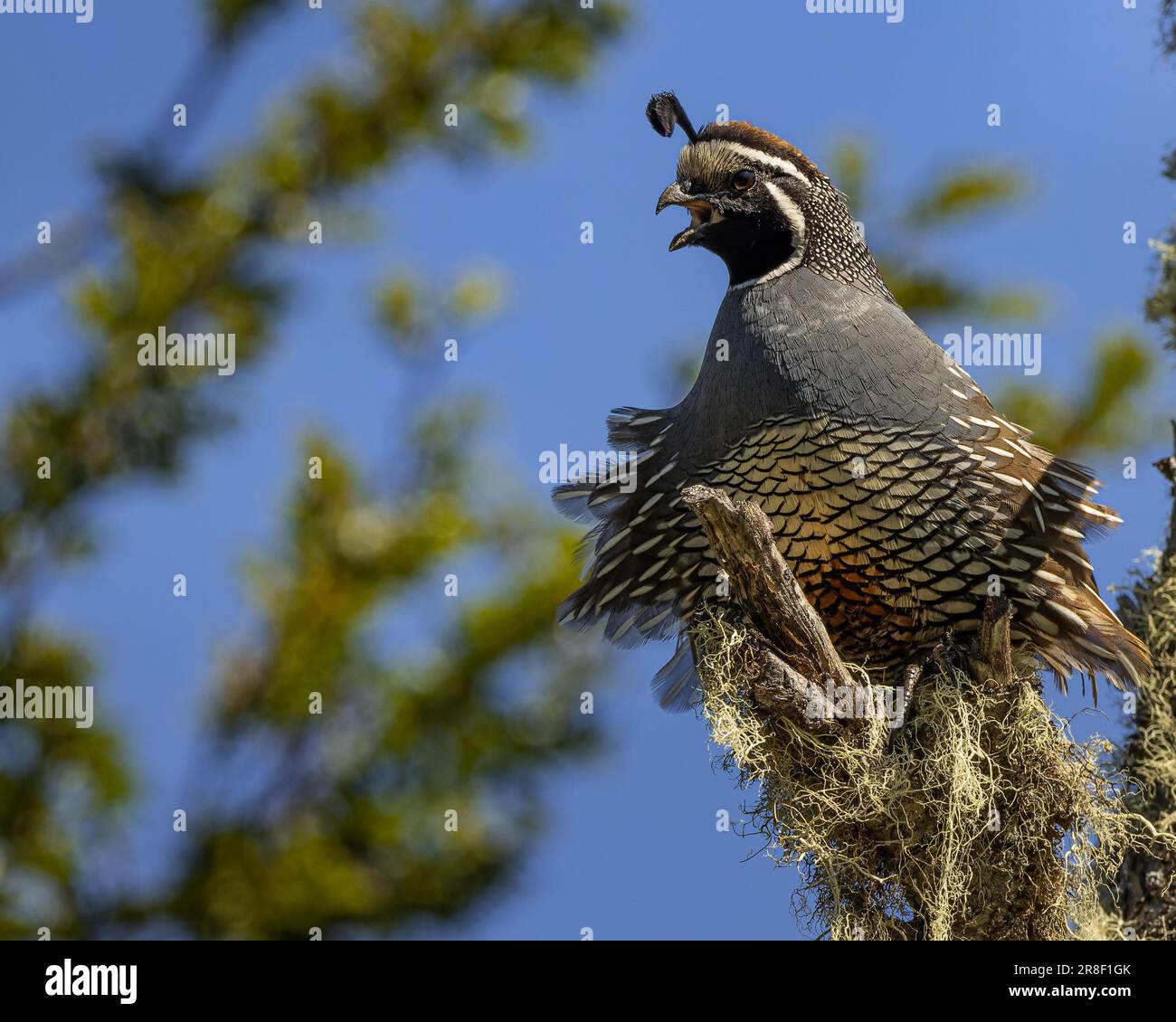 California Quail Feathers