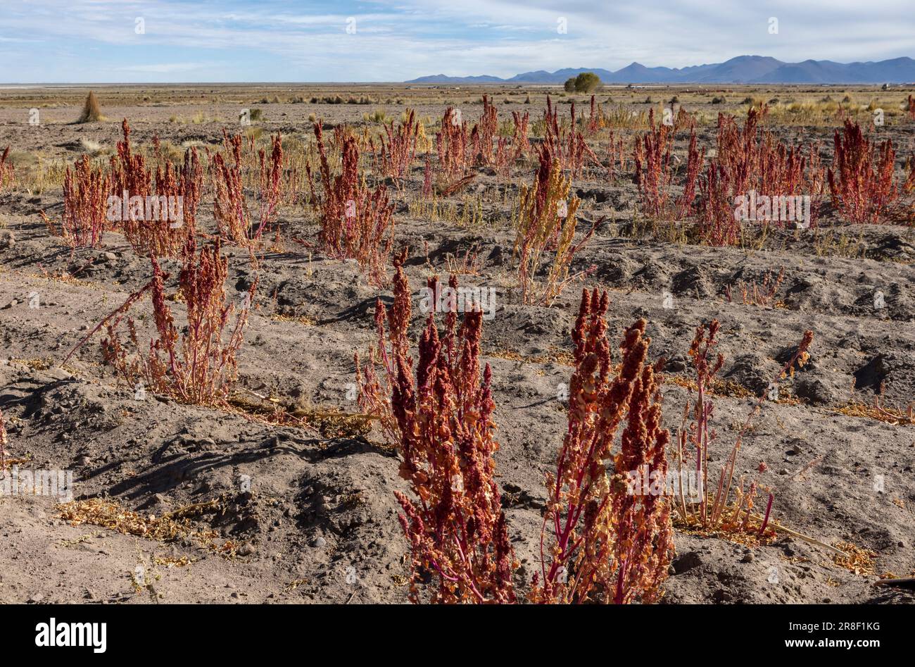 Bolivian Agriculture