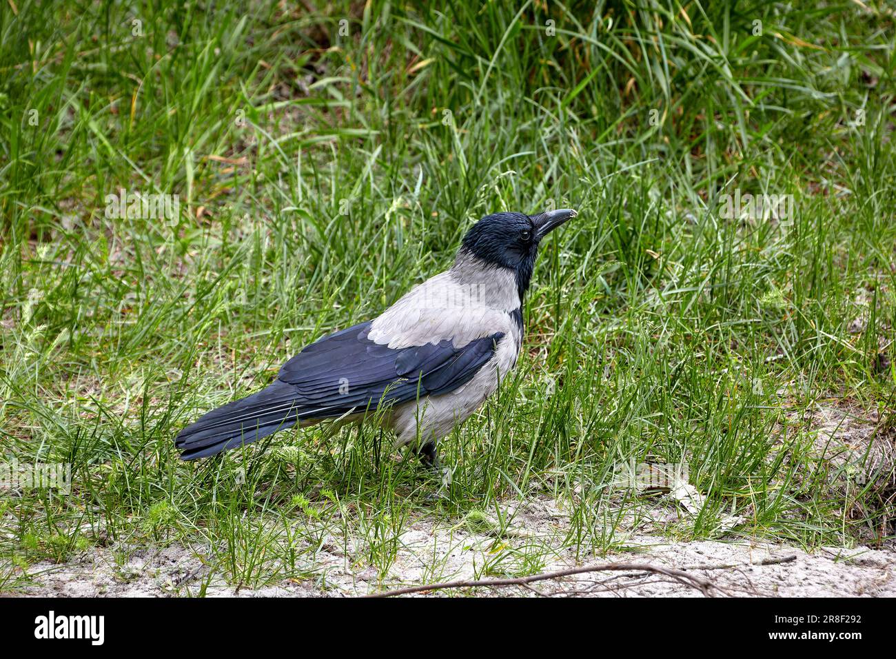 Hooded crow on sand hi-res stock photography and images - Alamy