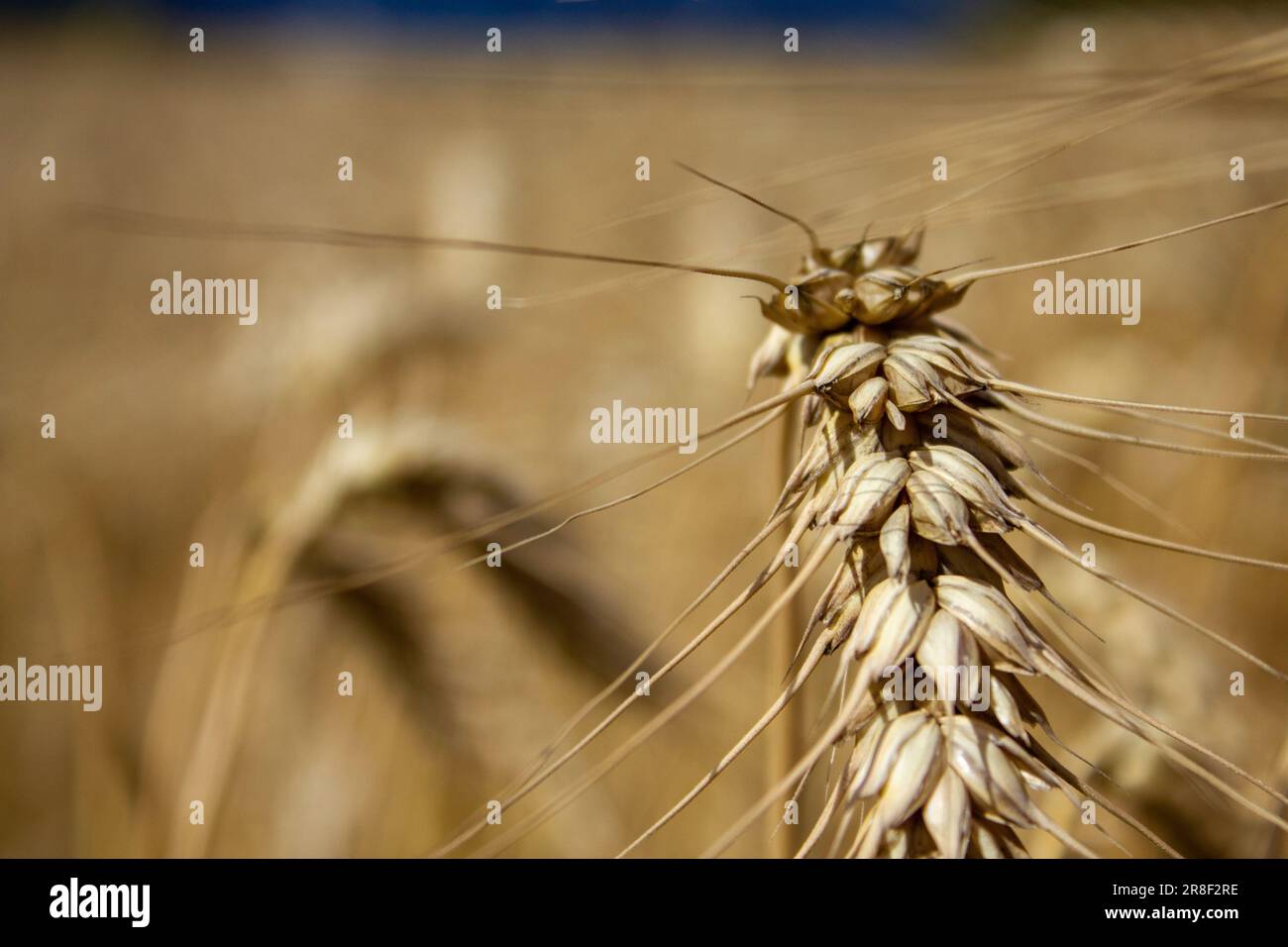 Goldenstalk hi-res stock photography and images - Alamy