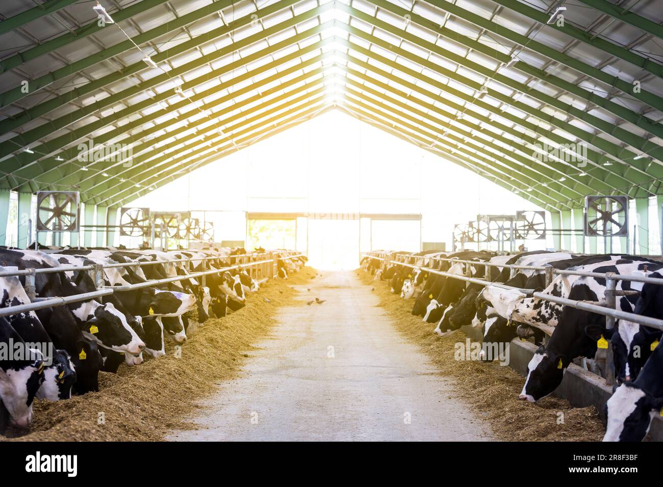 Group cows laying on hi-res stock photography and images - Alamy