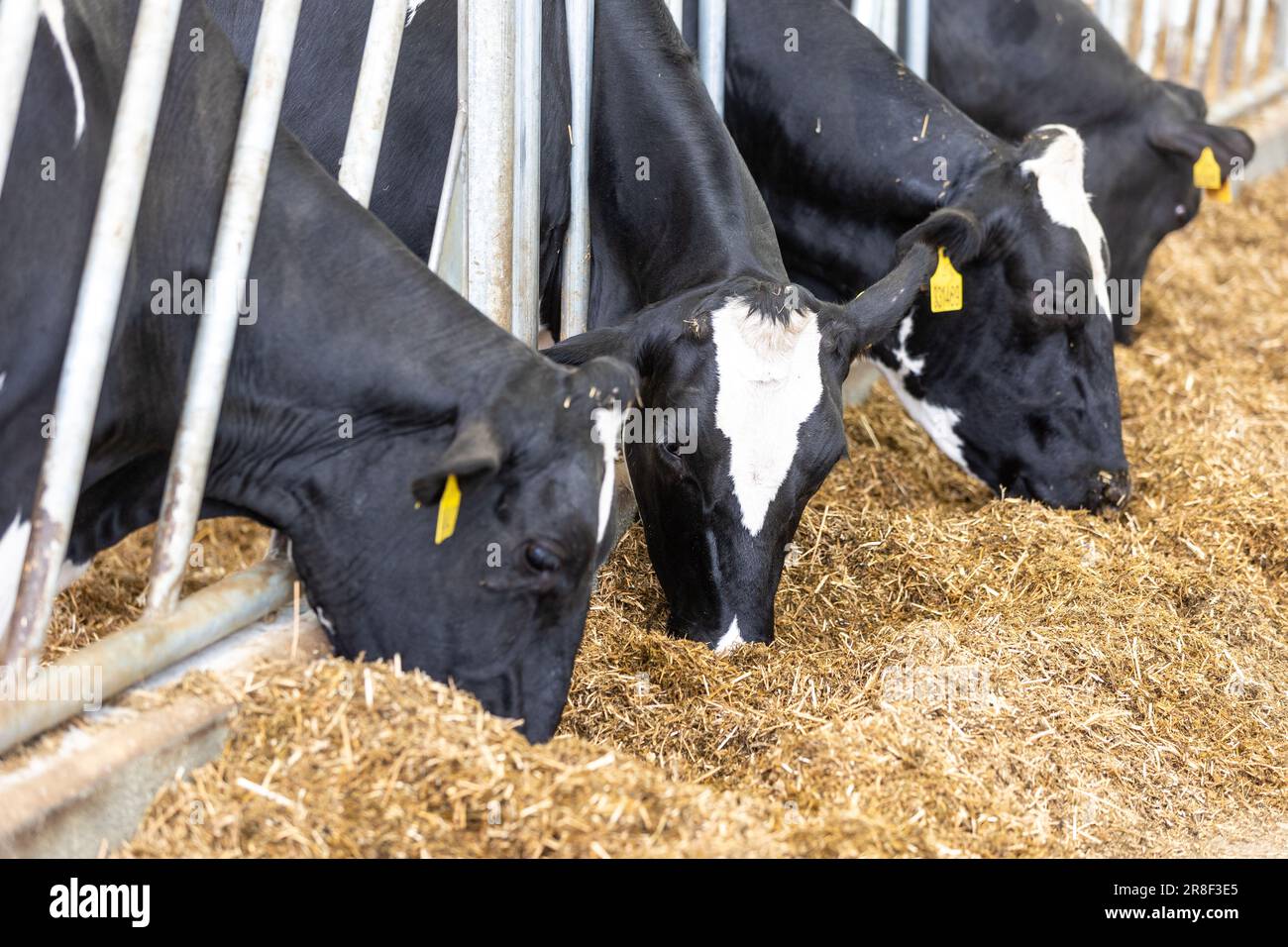 Group cows laying on hi-res stock photography and images - Alamy
