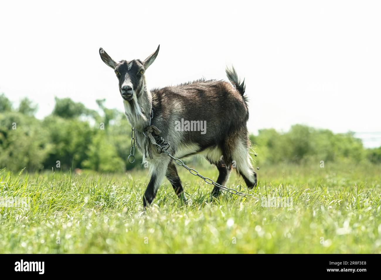 Gray spotted hornless goat. The goat grazes on the green grass. Goat ...
