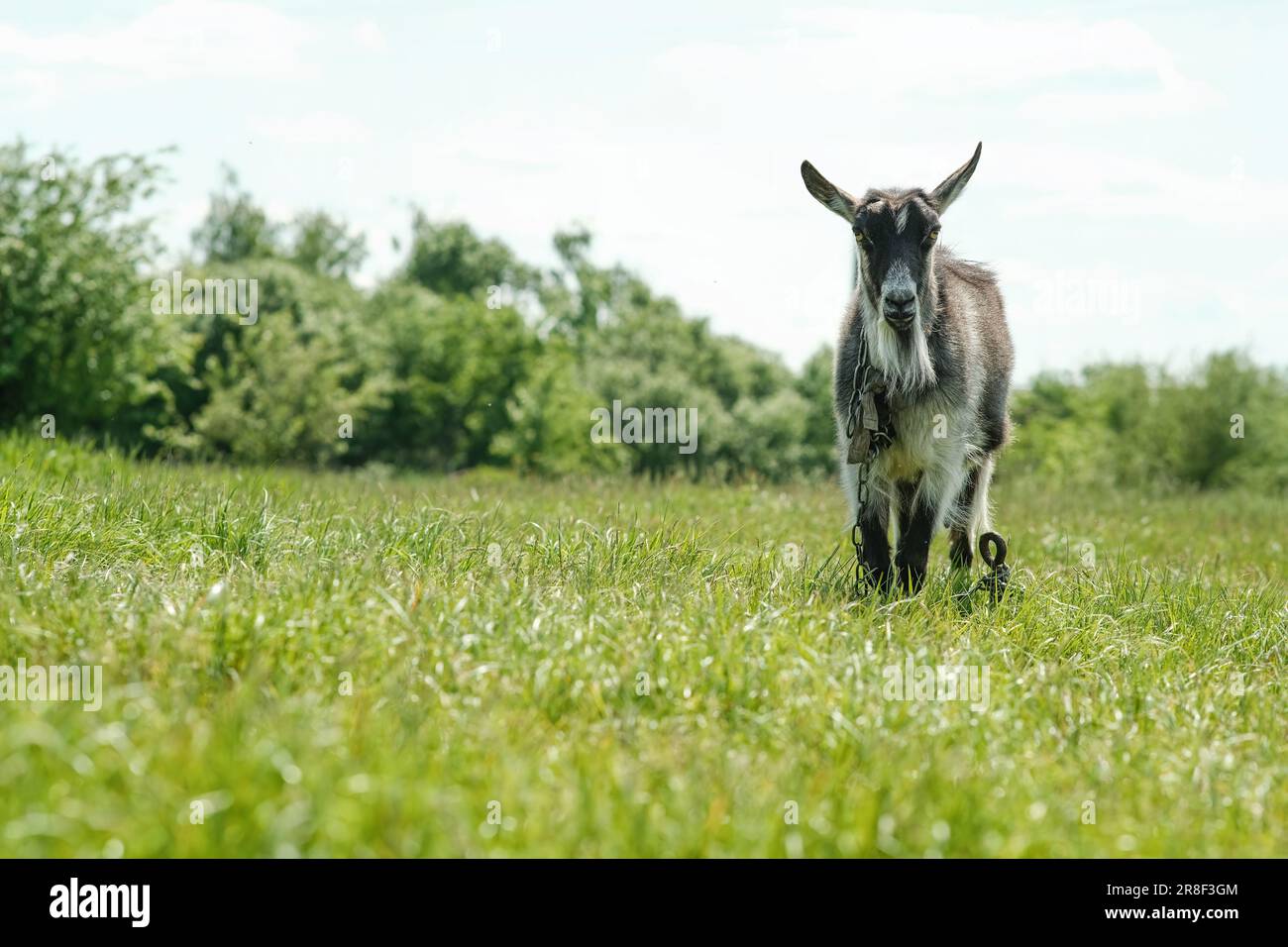 Gray spotted hornless goat. The goat grazes on the green grass. Goat ...