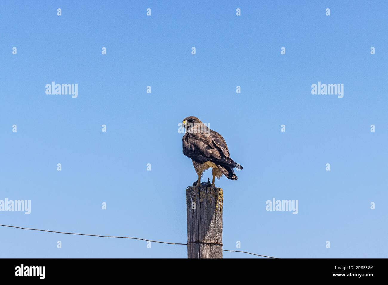 A Dark Morph Red Tailed Hawk with lunch at the San Luis National ...