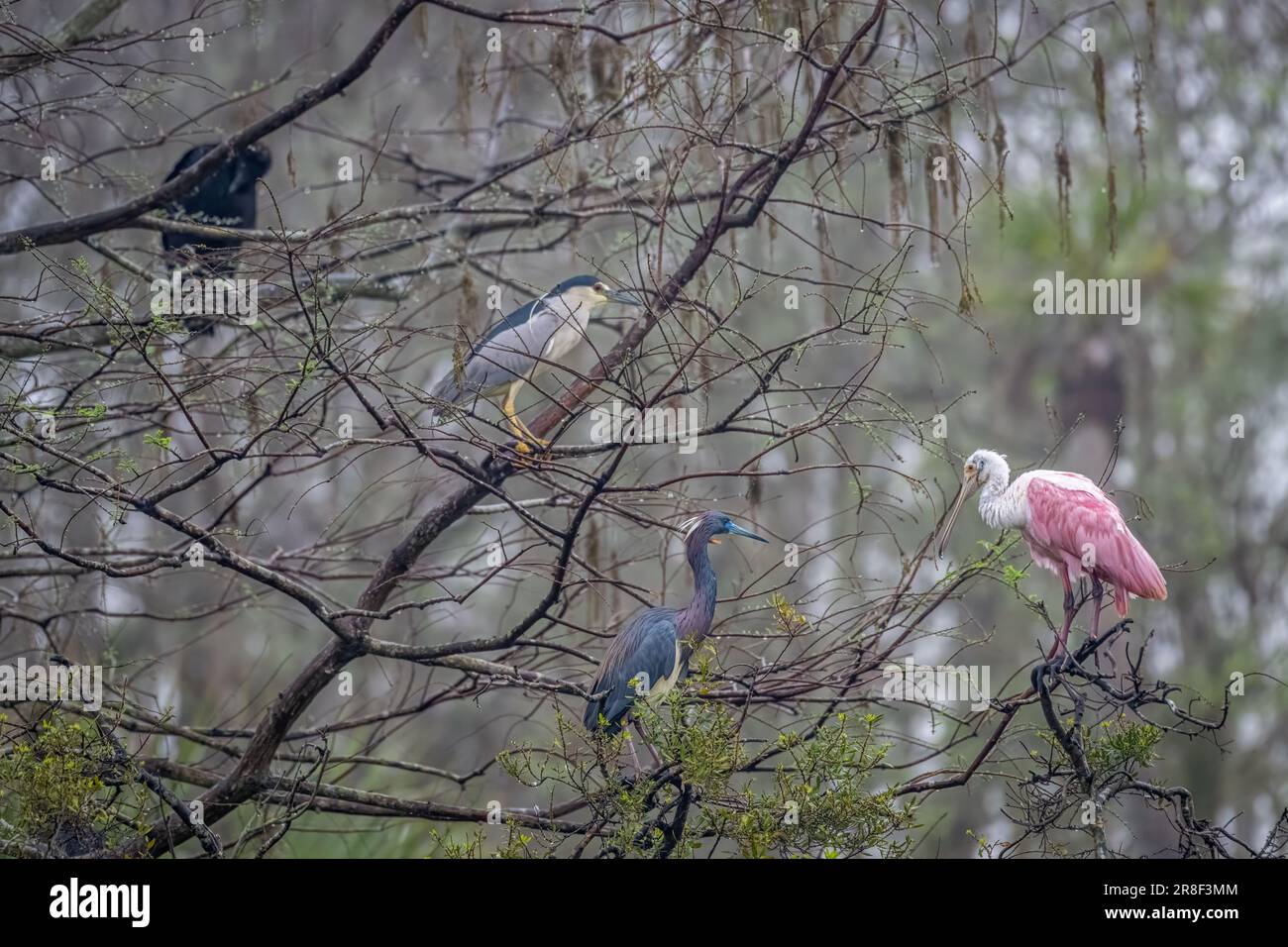 A stunning image of a variety of tropical birds perched atop a ...