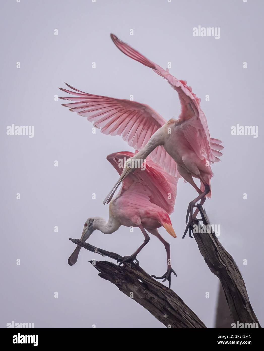 Preening roseate spoonbills hi-res stock photography and images - Alamy