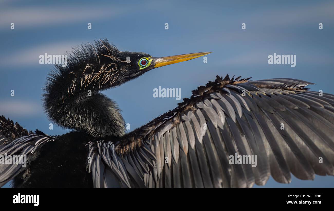 A black and white Anhinga bird spreading its wings on a body of ...