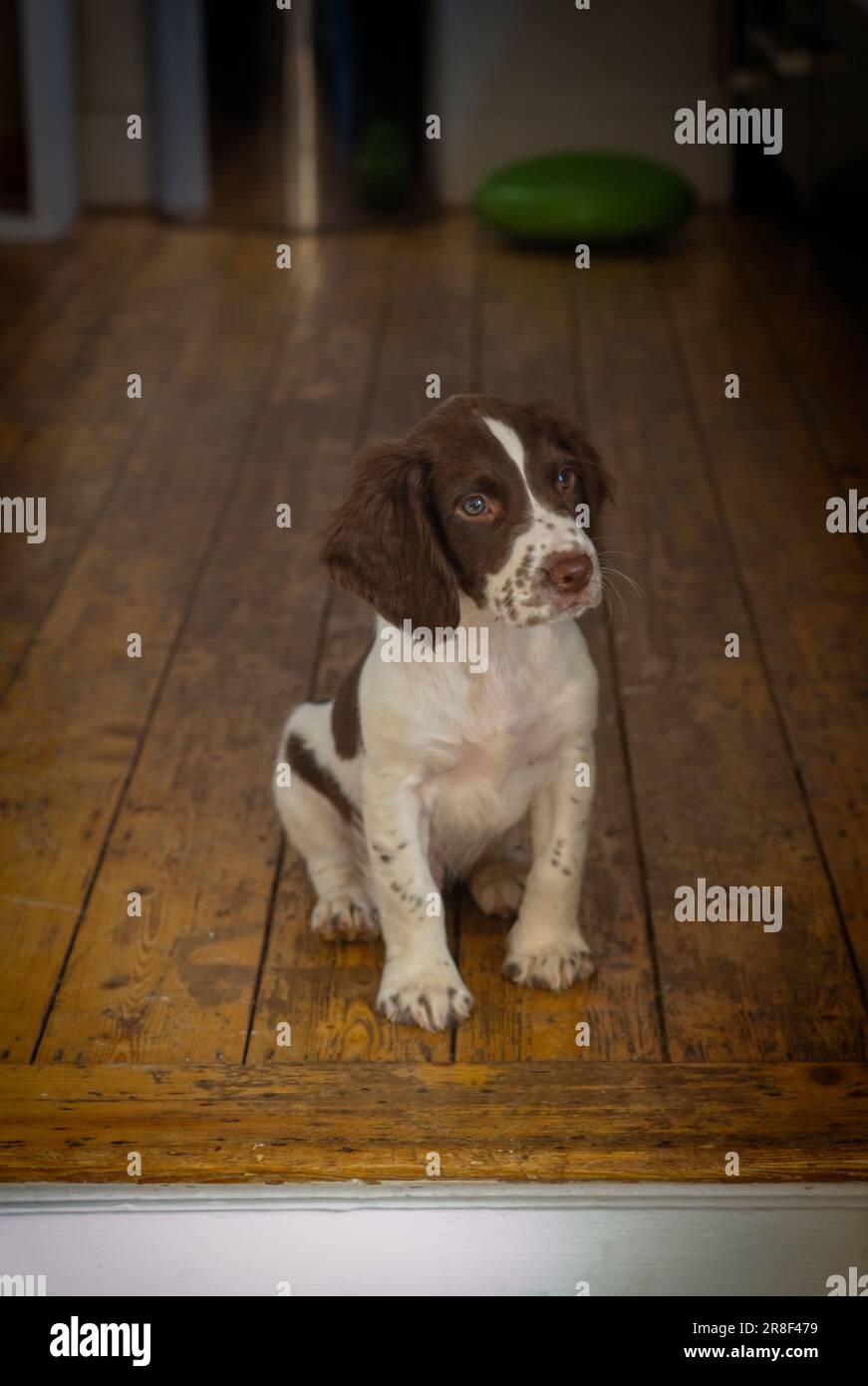 Liver white springer spaniel puppies hi-res stock photography and ...
