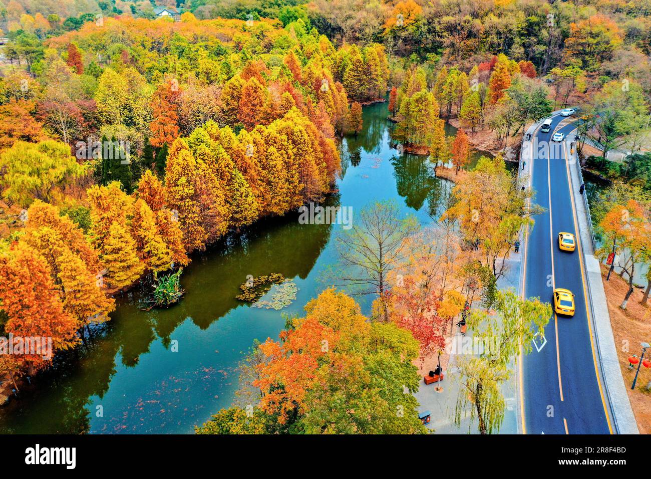 A scenic view of golden paulownia trees and roads in autumn in Nanjing ...