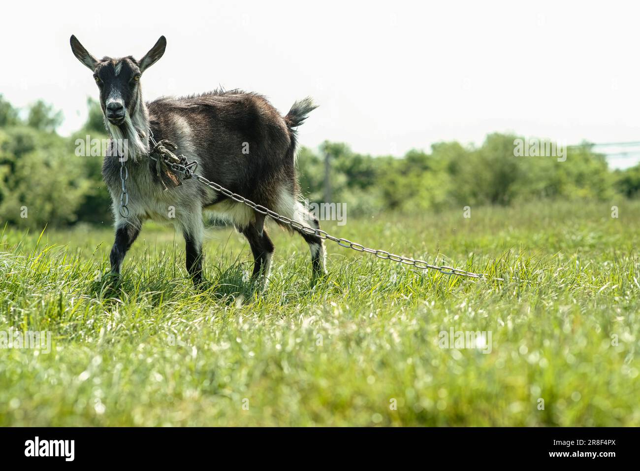 portrait of a young white hornless goat Stock Photo - Alamy