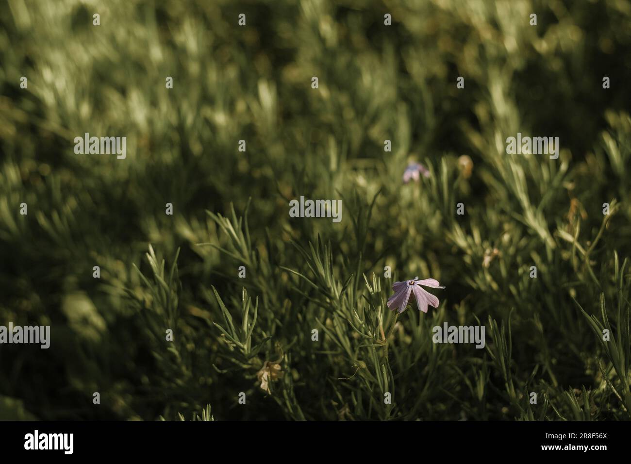 Picturesque ground cover plant hi-res stock photography and images - Alamy