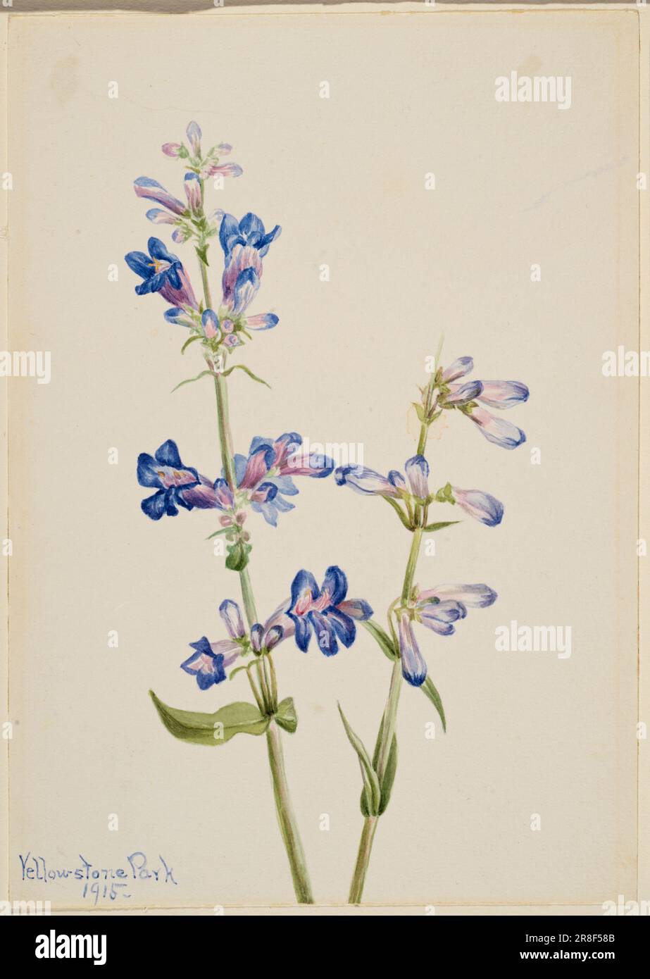 Blue Beard-Tongue (Pentstemon) 1915 by Mary Vaux Walcott, born ...