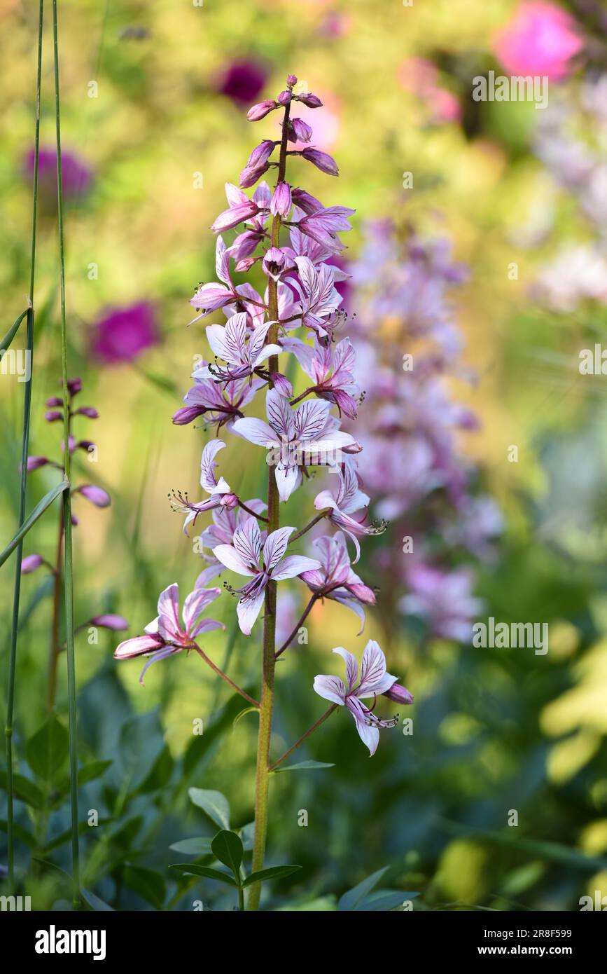 Pink flowers of wild plant Diptam (Dictamnus albus) or Burning Bush, or ...