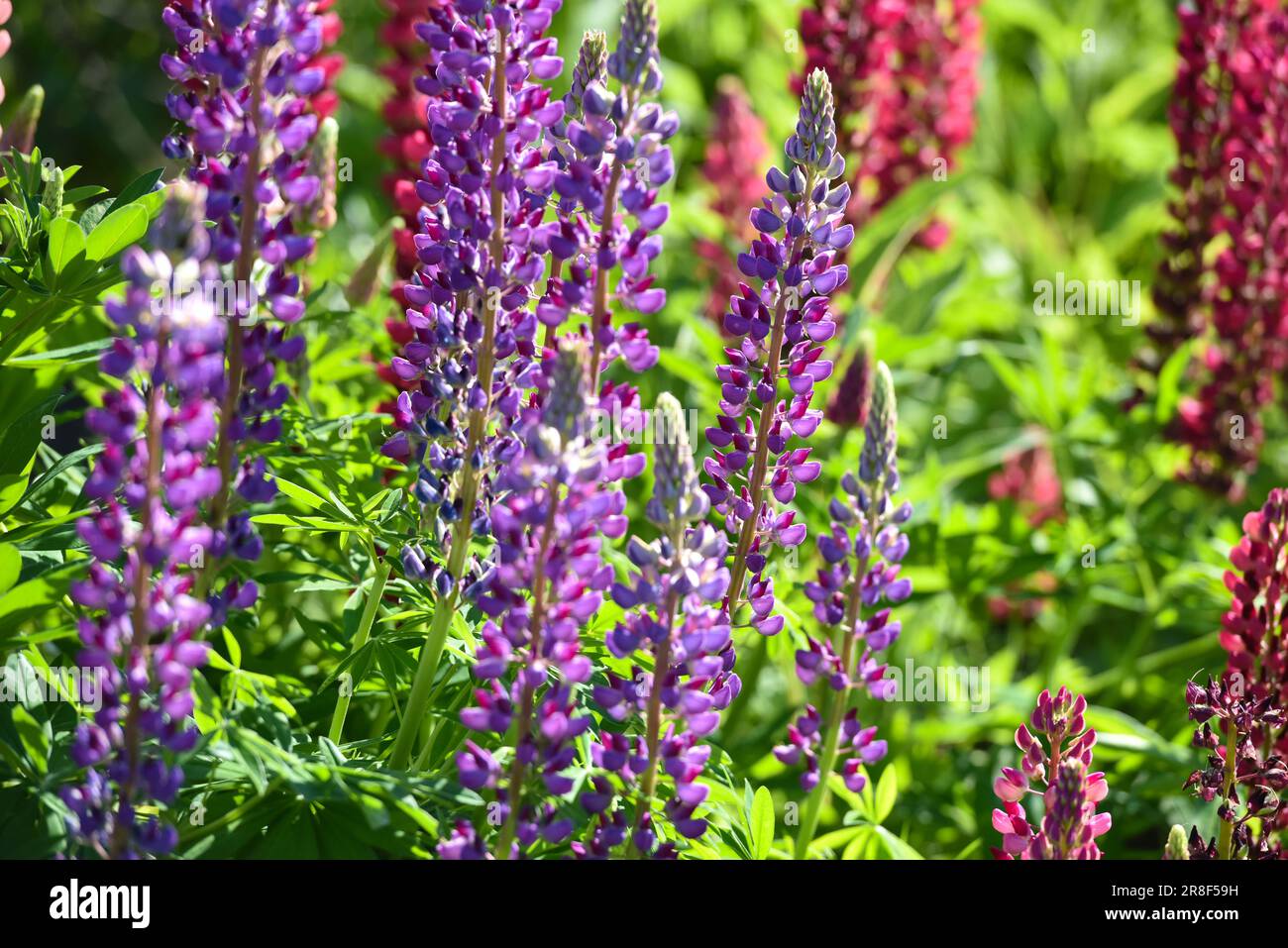 Ornamental lupine lupinus blue hi-res stock photography and images - Alamy