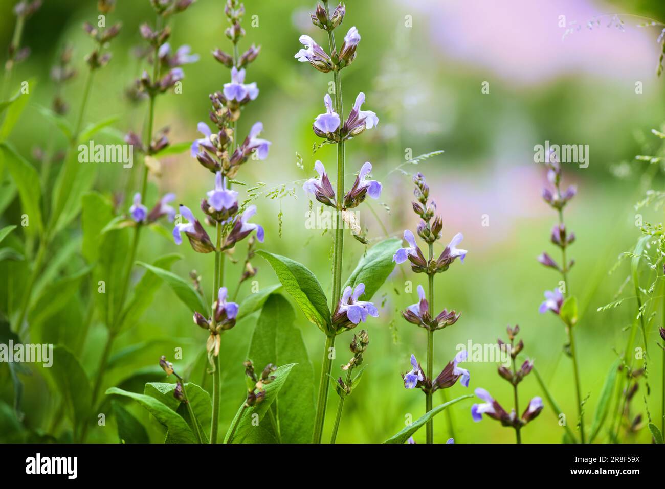 Salvia officinalis blooming in the garden. Natural background Stock ...