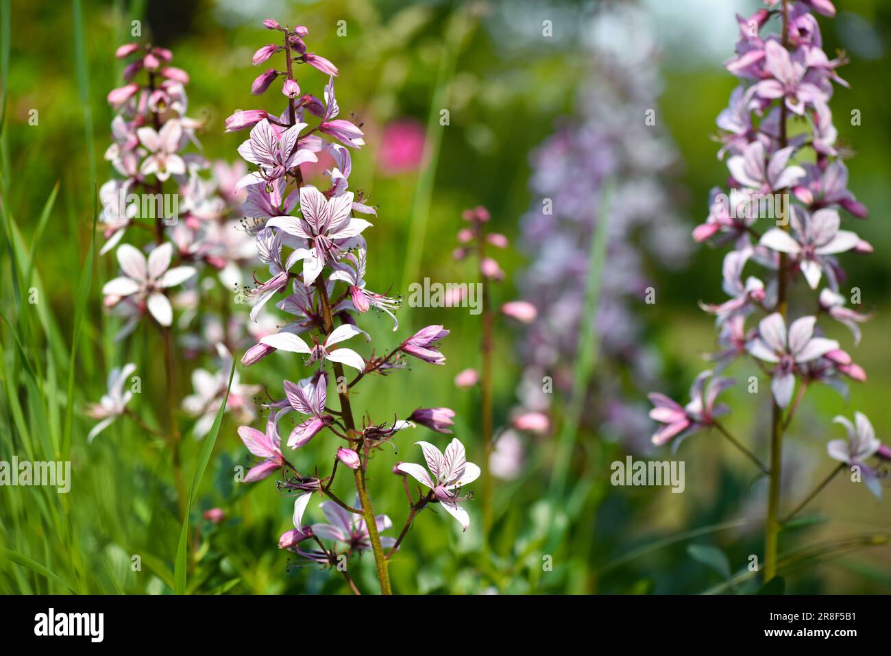 Pink flowers of wild plant Diptam (Dictamnus albus) or Burning Bush, or ...