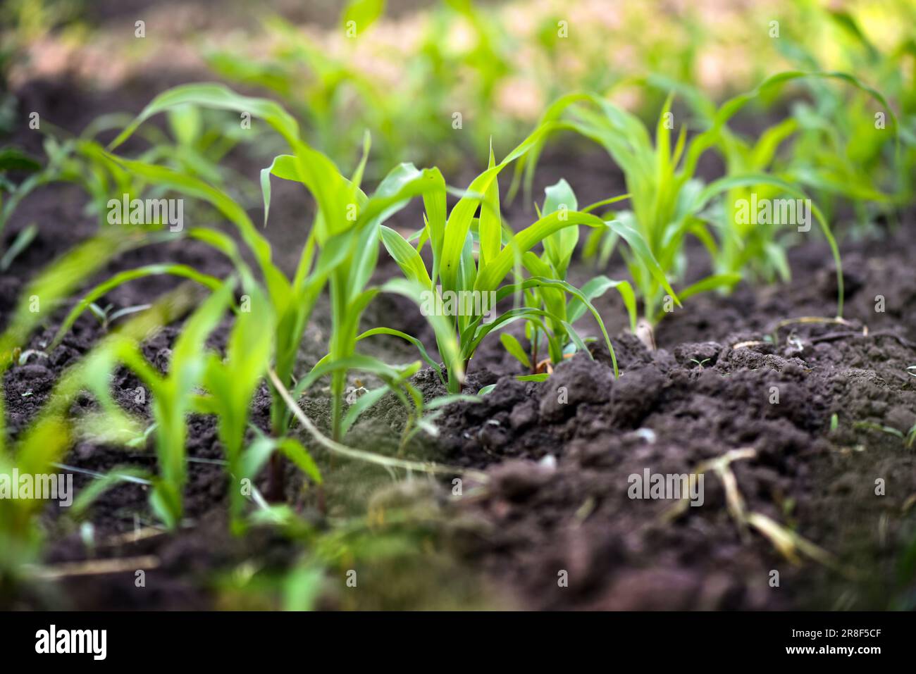 Corn plant sprout hi-res stock photography and images - Alamy