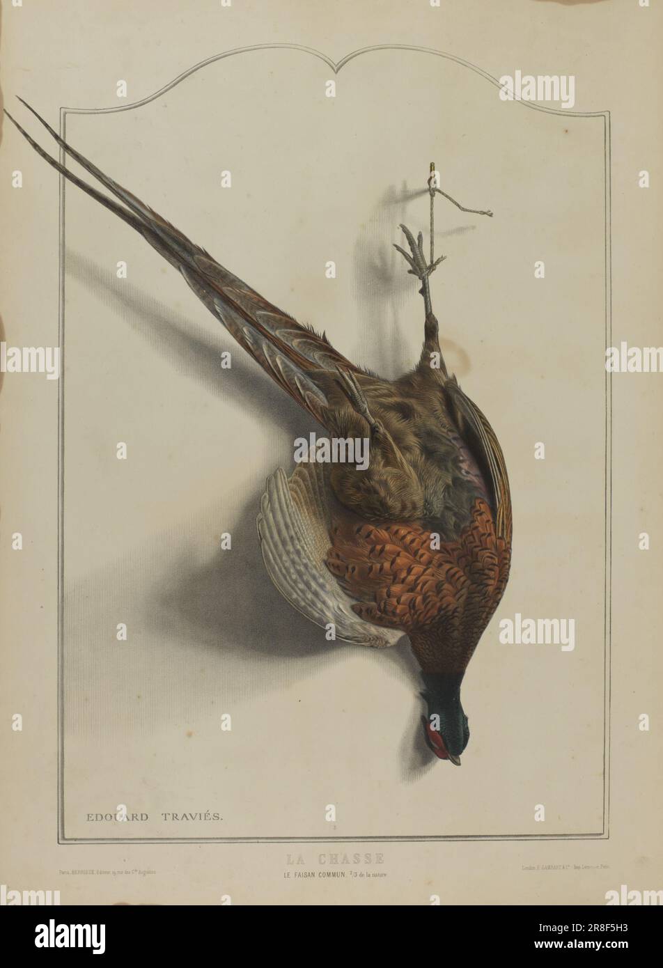 La Chasse: Le Faisan Commun n.d. by Édouard Travies, French, born ...