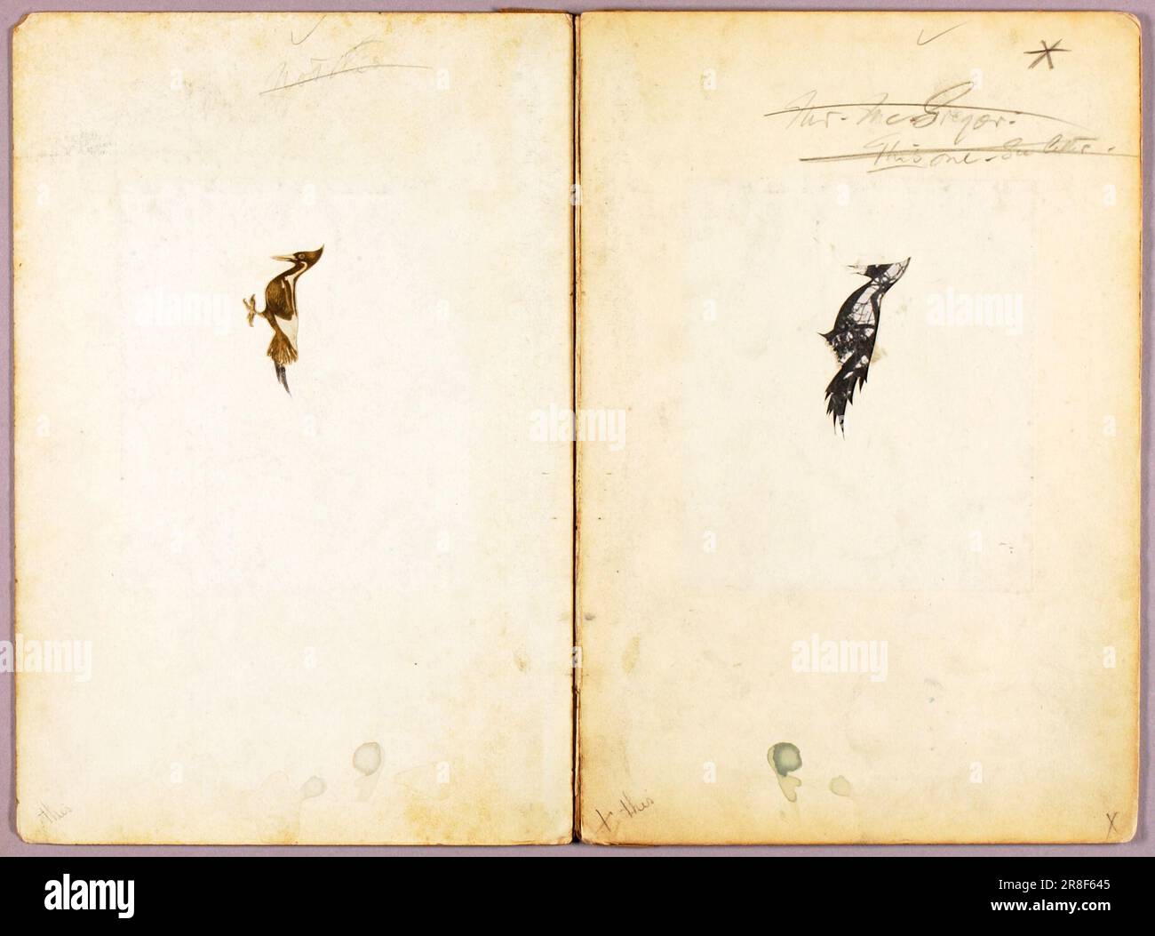 Woodpeckers, study folder for book Concealing Coloration in the Animal ...